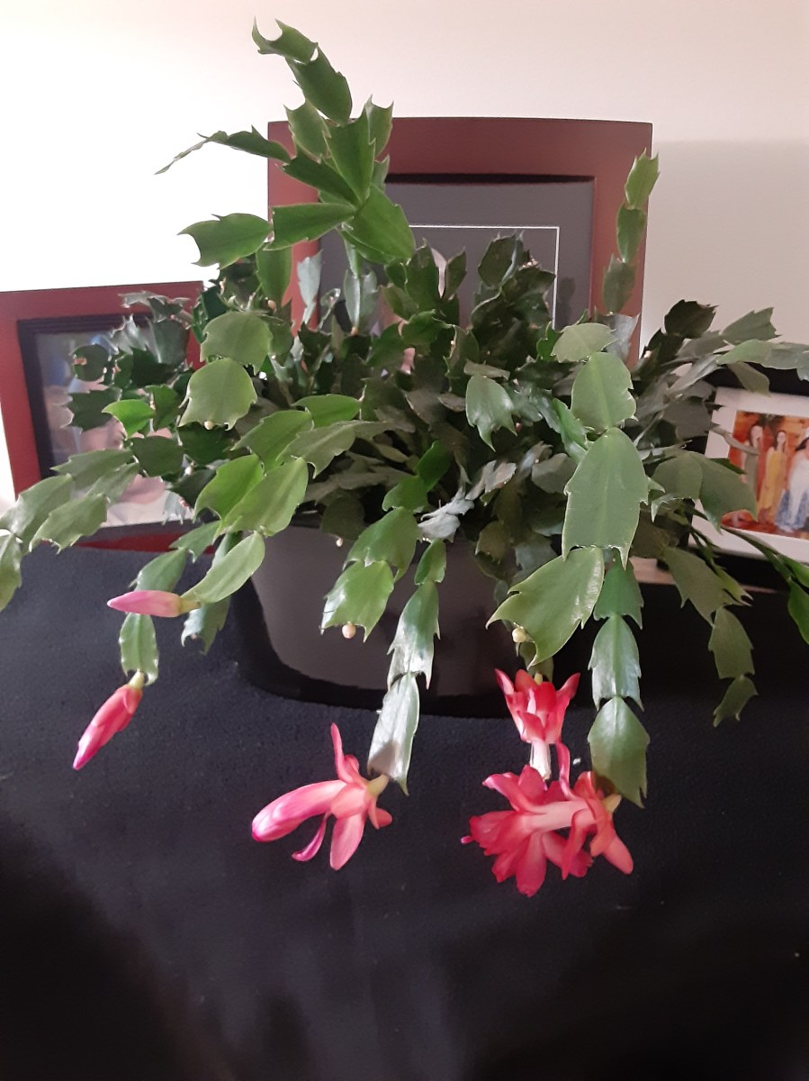 If She Was Home | Adjunct_Wizard