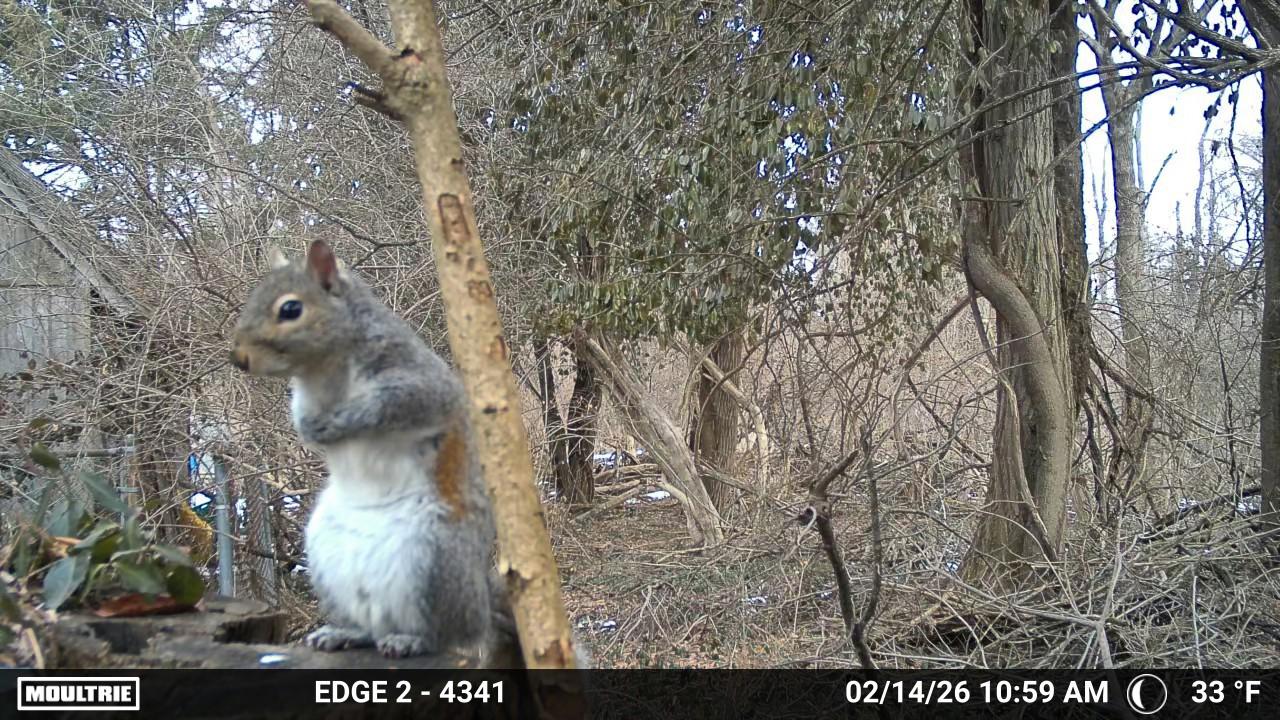 Mister Squirrel is Back! | Adjunct_Wizard